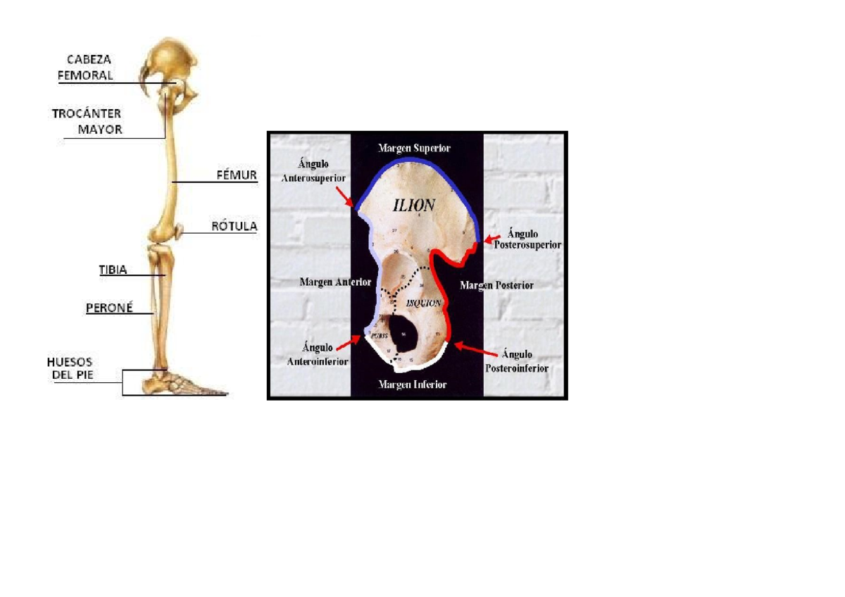 Inferior fotos - Anatomía semestre 1 - Anatomia humana - Studocu