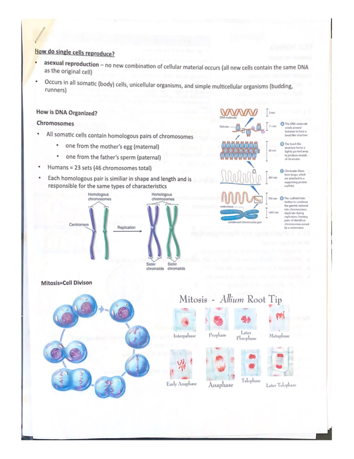 Cell Division , Mitosis Notes - Biol 1202 - Studocu