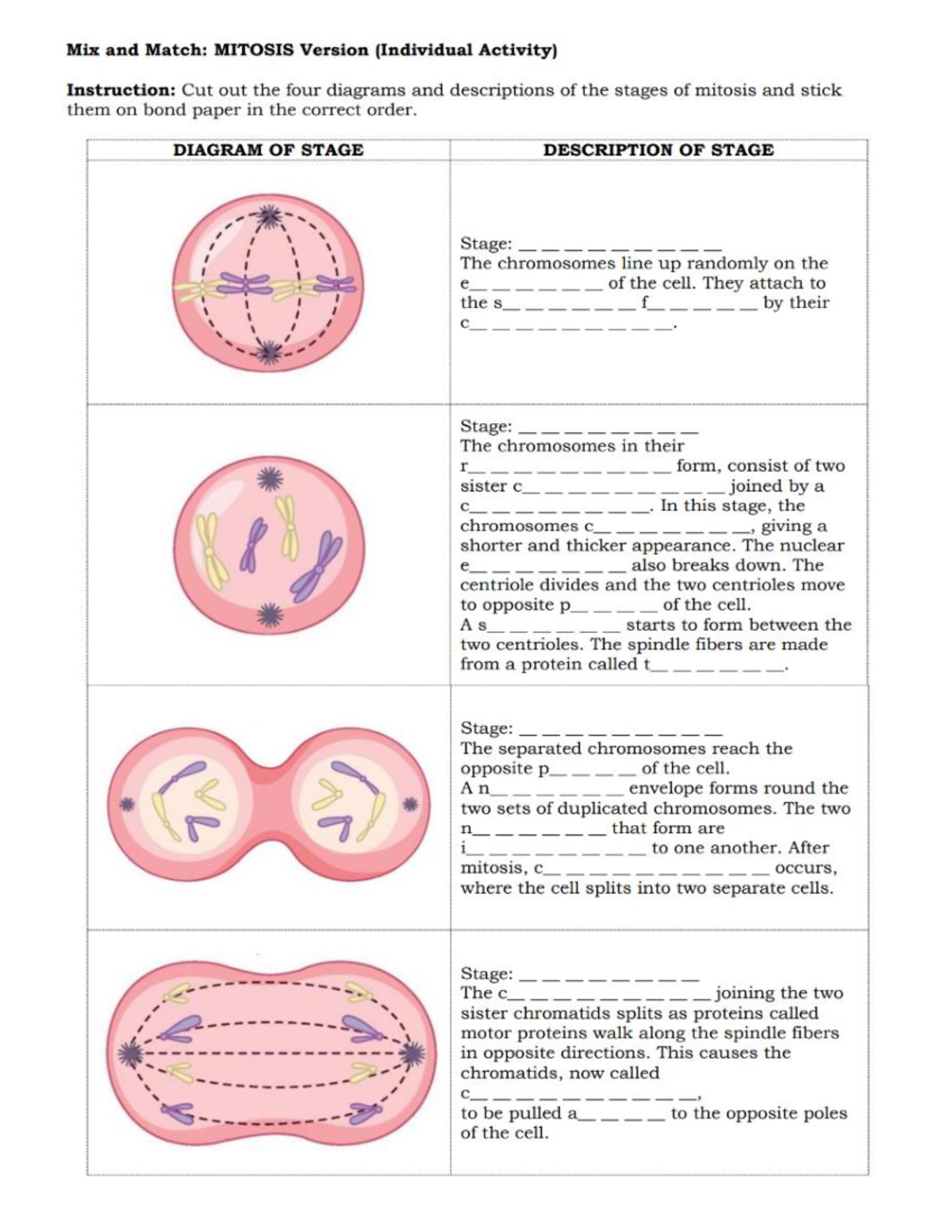 MIX AND Match Day 2 Activity - Mix and Match: MITOSIS Version ...