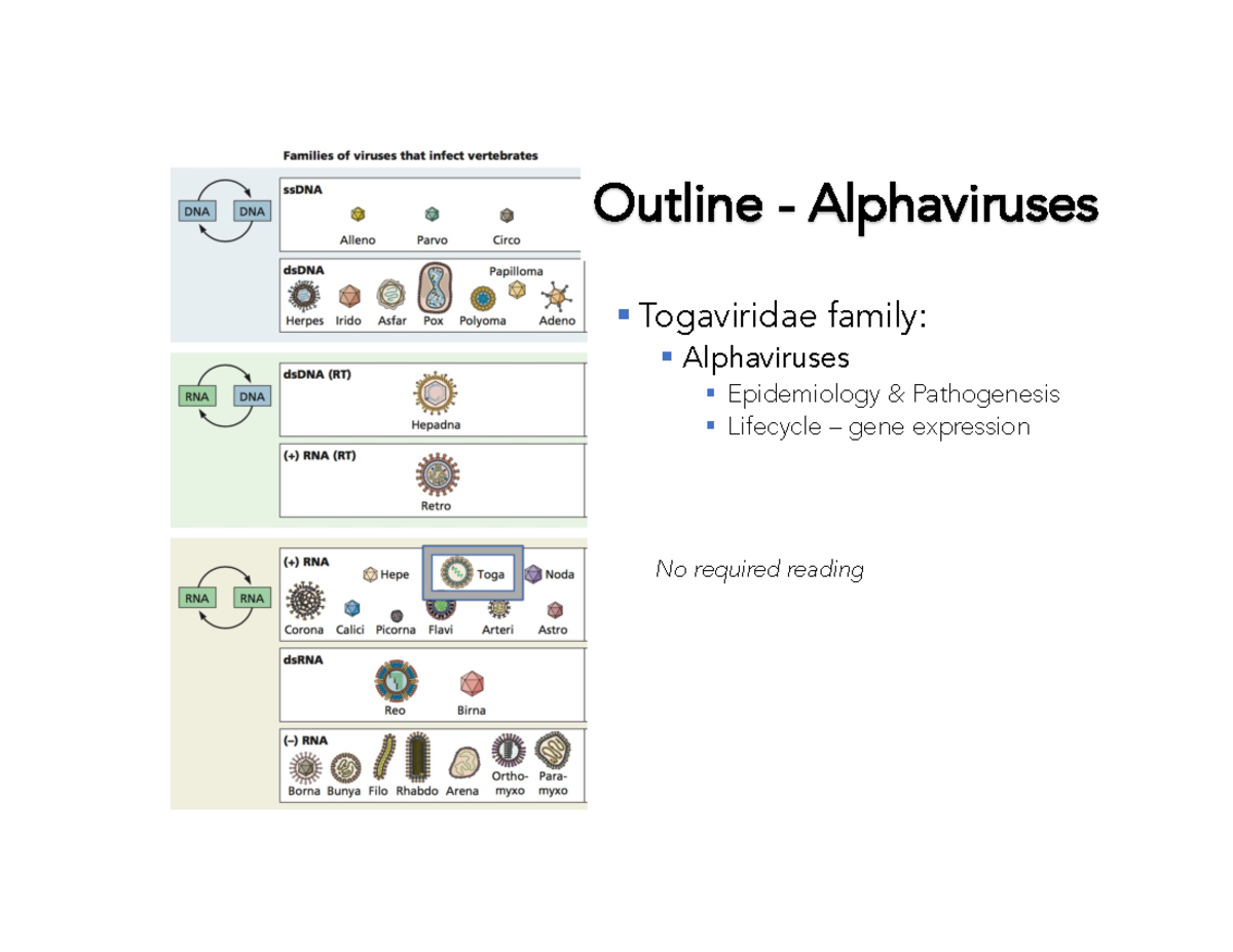 21. Alphaviruses 3 - lecture notes - § Togaviridae family ...