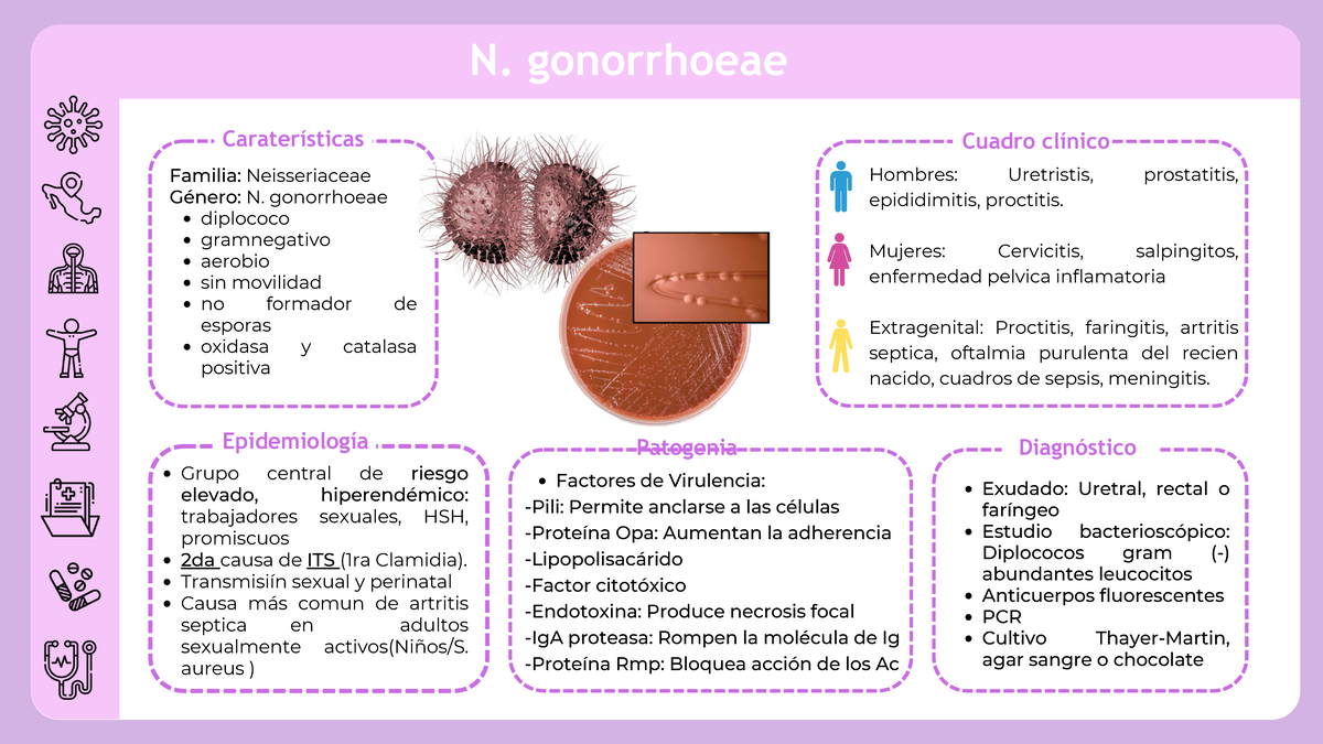 N. gonorrhoeae - Ficha de estudio de gonorrea - N. gonorrhoeaeN ...