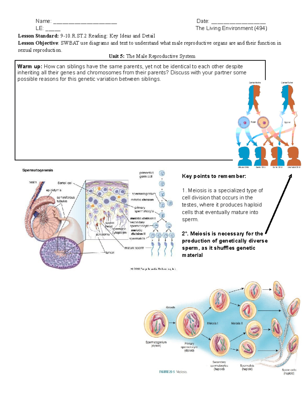 Copy of LE 2 Lesson 2 The Male Reproductive System - Name ...