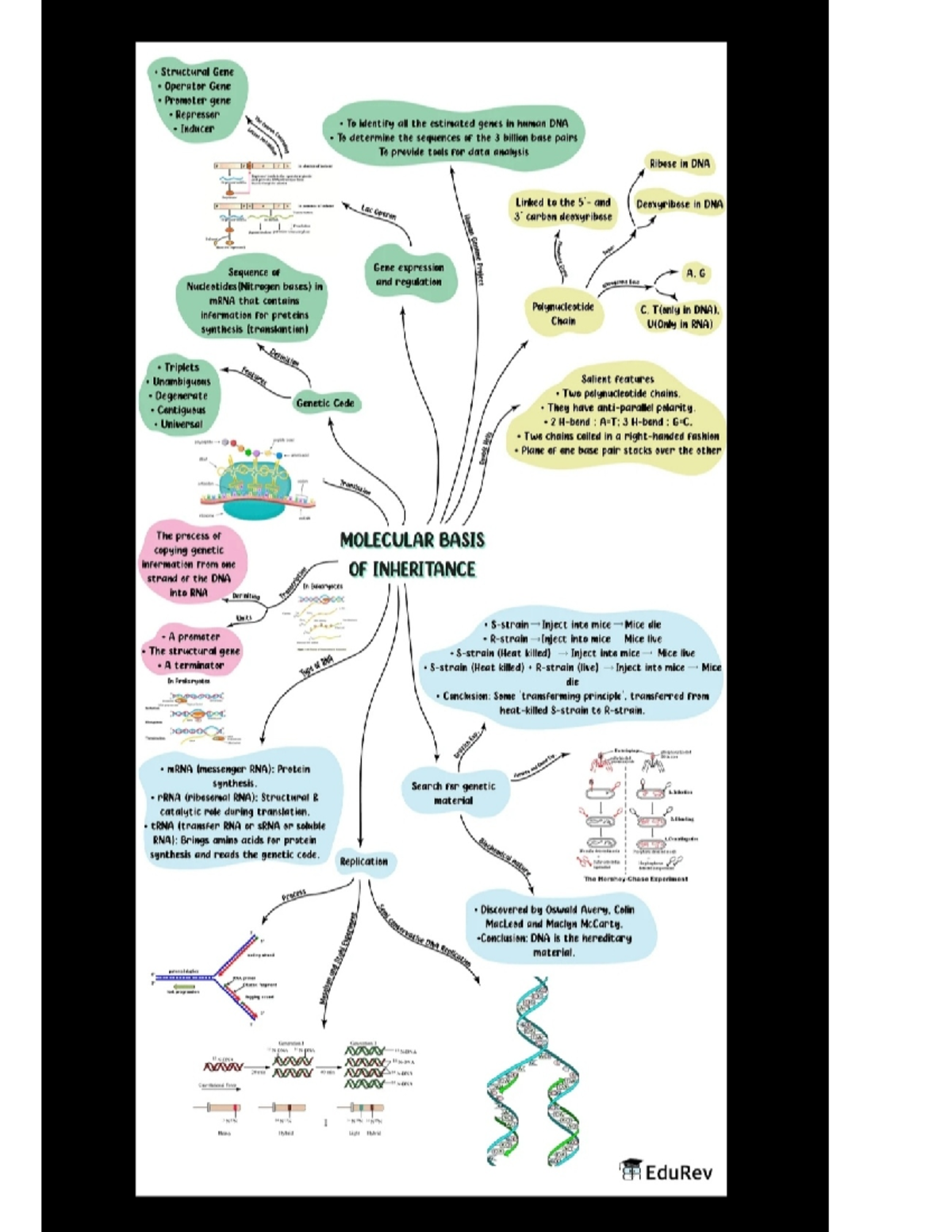 Class 12- Molecular Basis of Inheritance - Biology - Studocu