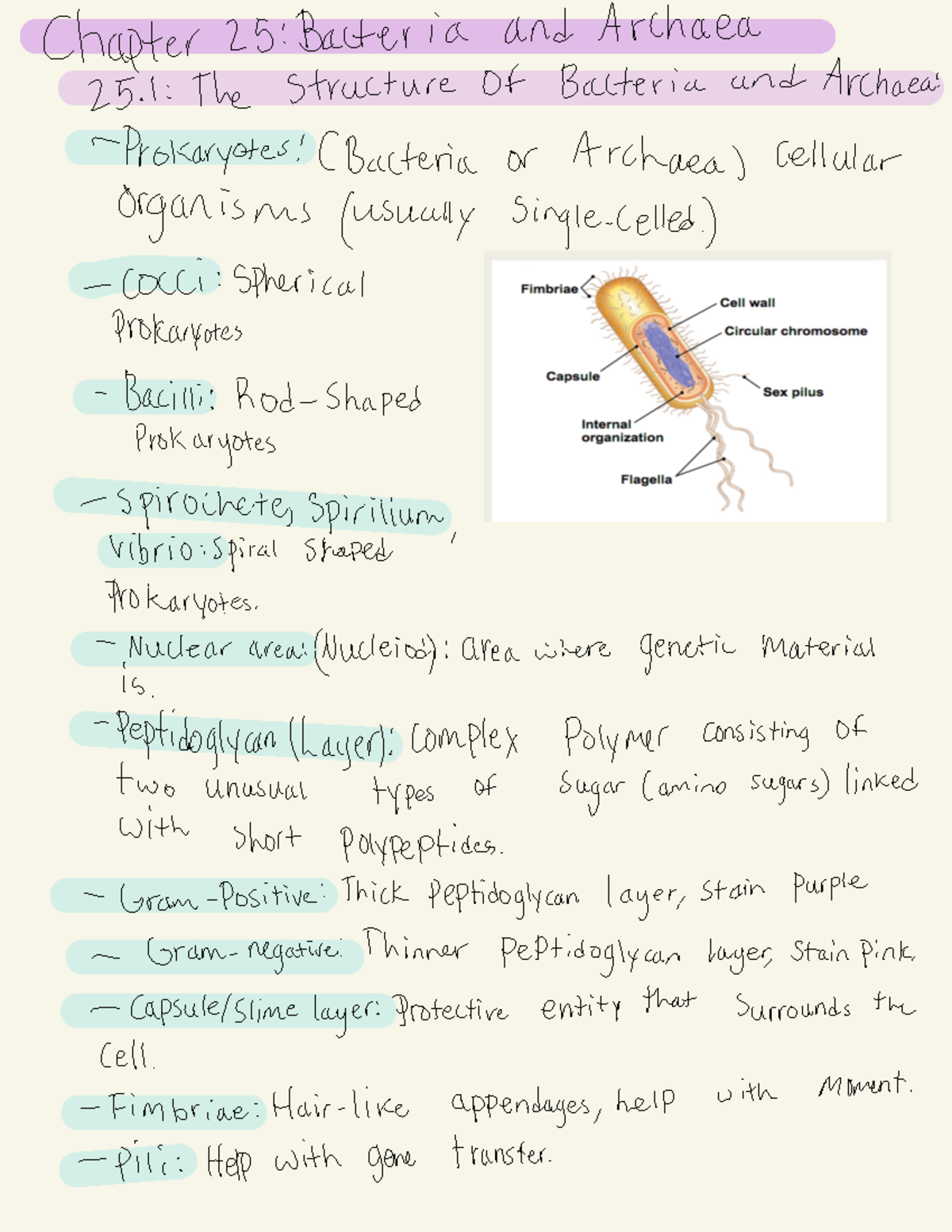 General biology notes - Chapter 25 : Bacteria and Archaea : The ...