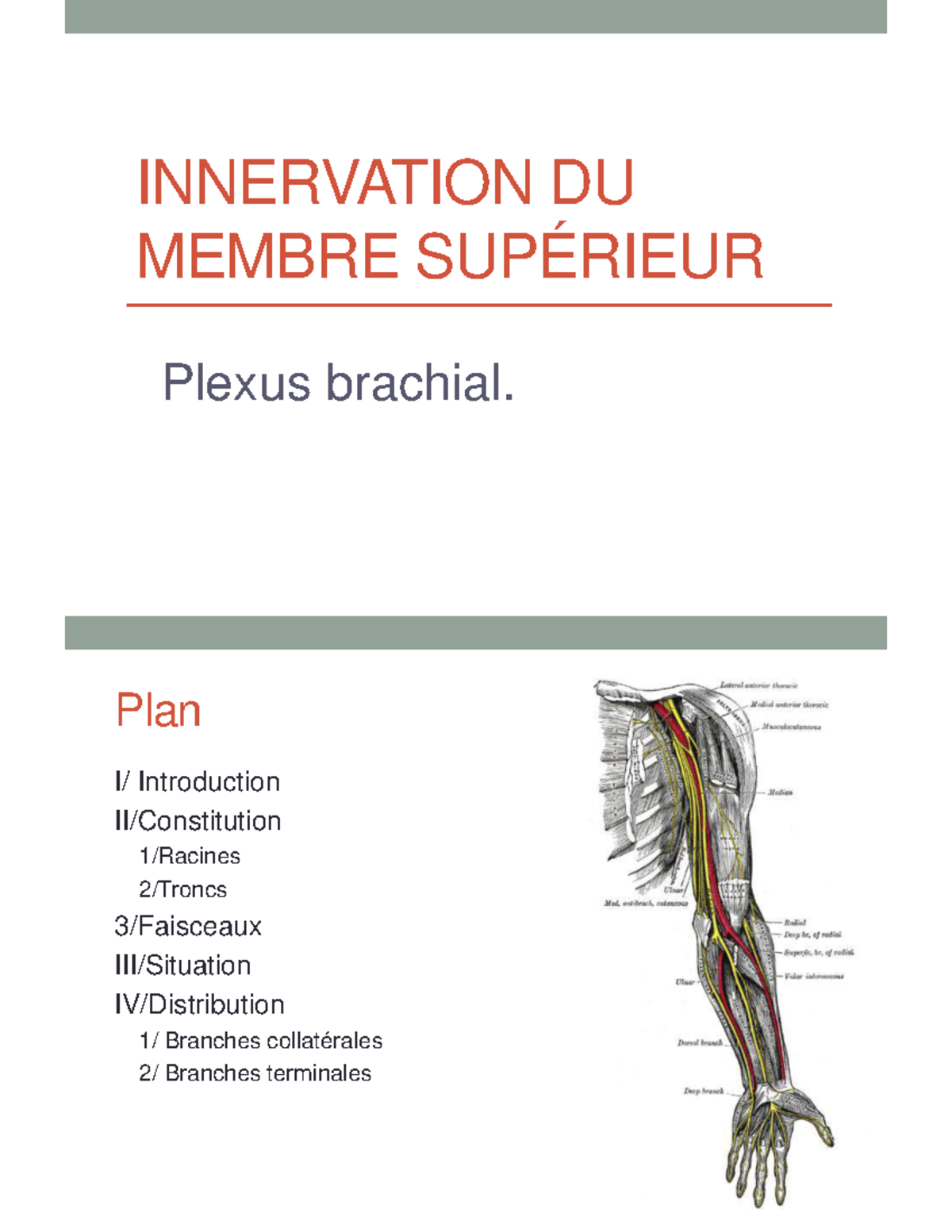 Anato 1an09-11innervation mb sup - INNERVATION DU MEMBRE SUPÉRIEUR ...