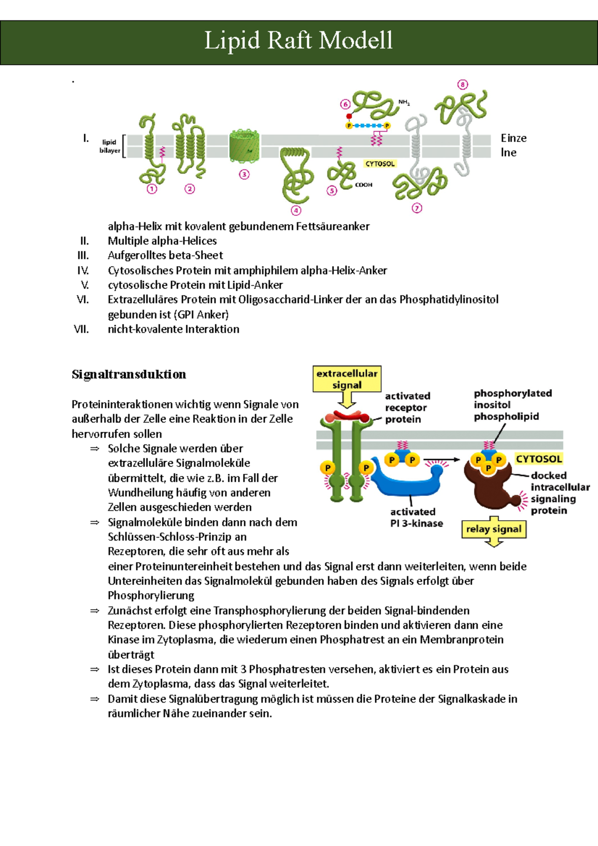 Rapid Craft Modell - . I. Einze lne alpha-Helix mit kovalent gebundenem ...