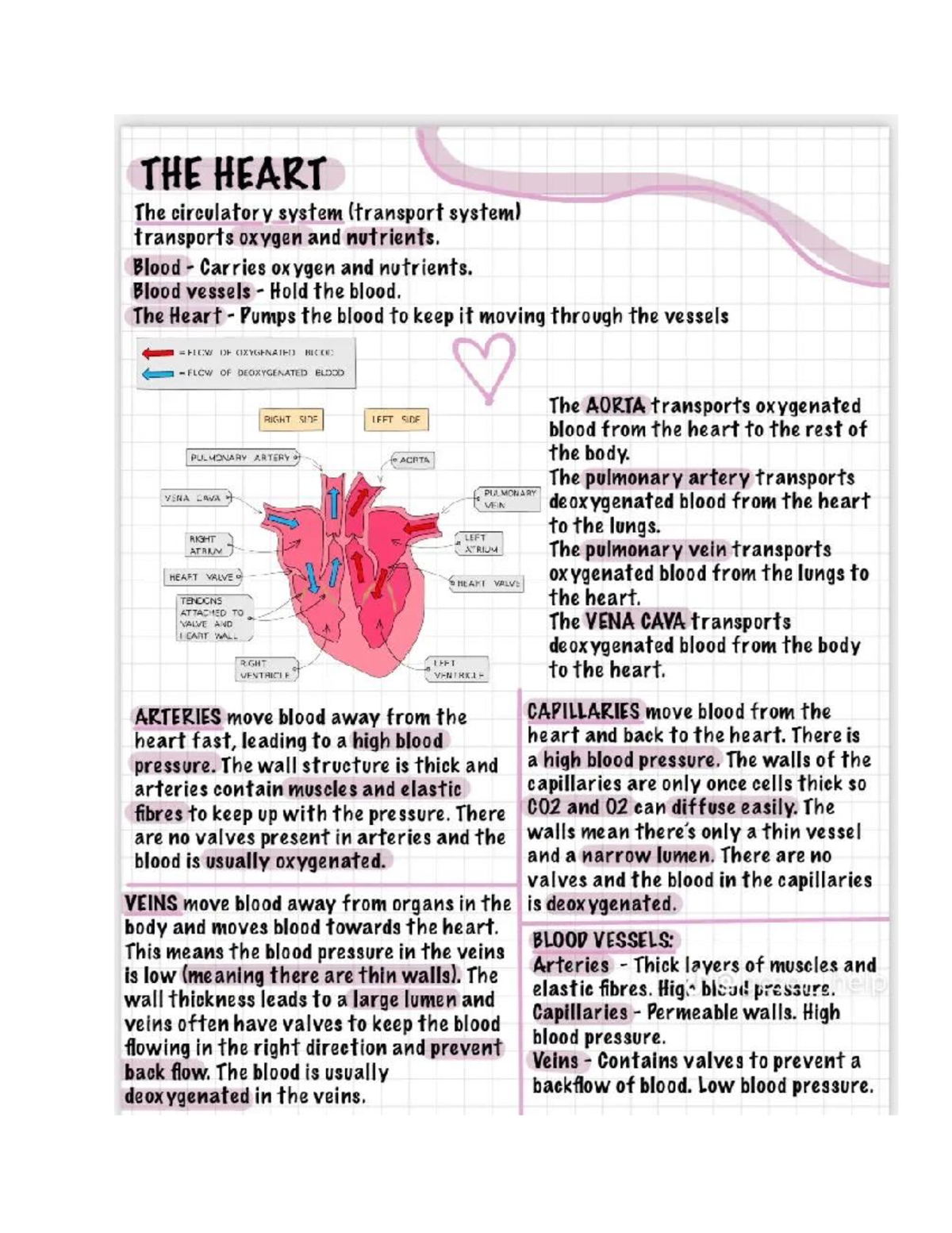 The Heart Note - Lecture Notes - HLSC1201U - Studocu