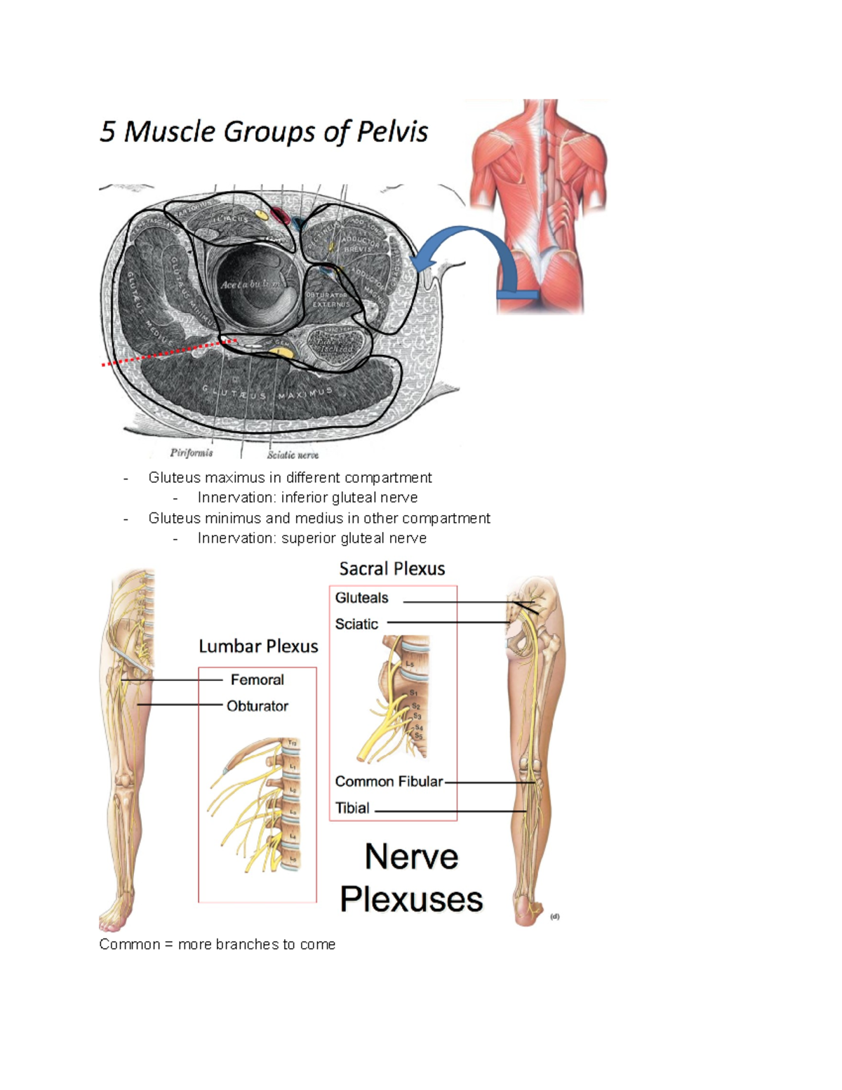 Pelvis - Lecture notes - Gluteus maximus in different compartment ...