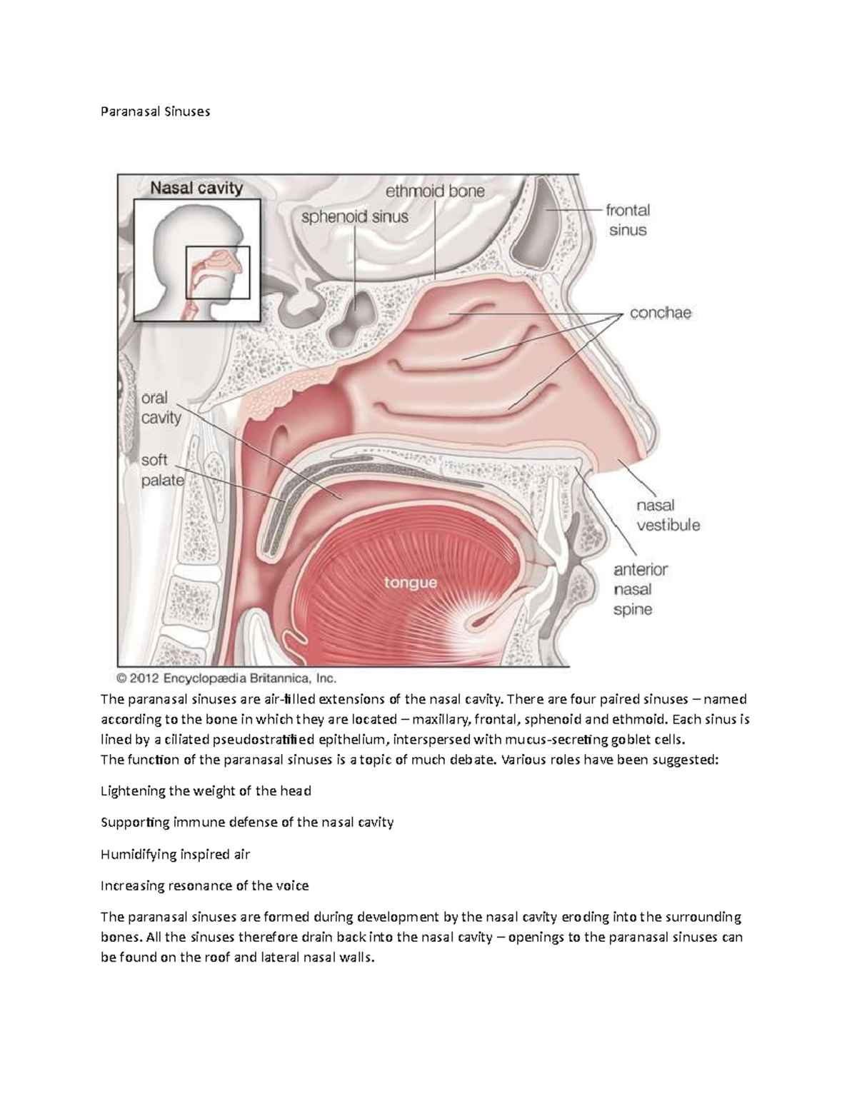 Paranasal Sinuses - notes - Paranasal Sinuses The paranasal sinuses are ...