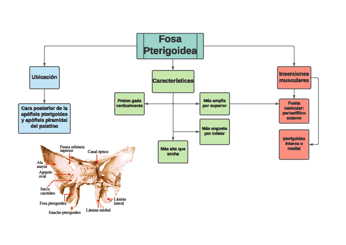 2- Fosas Nasales - RESUMEN - FOSAS NASALES Formadas en el centro de la ...