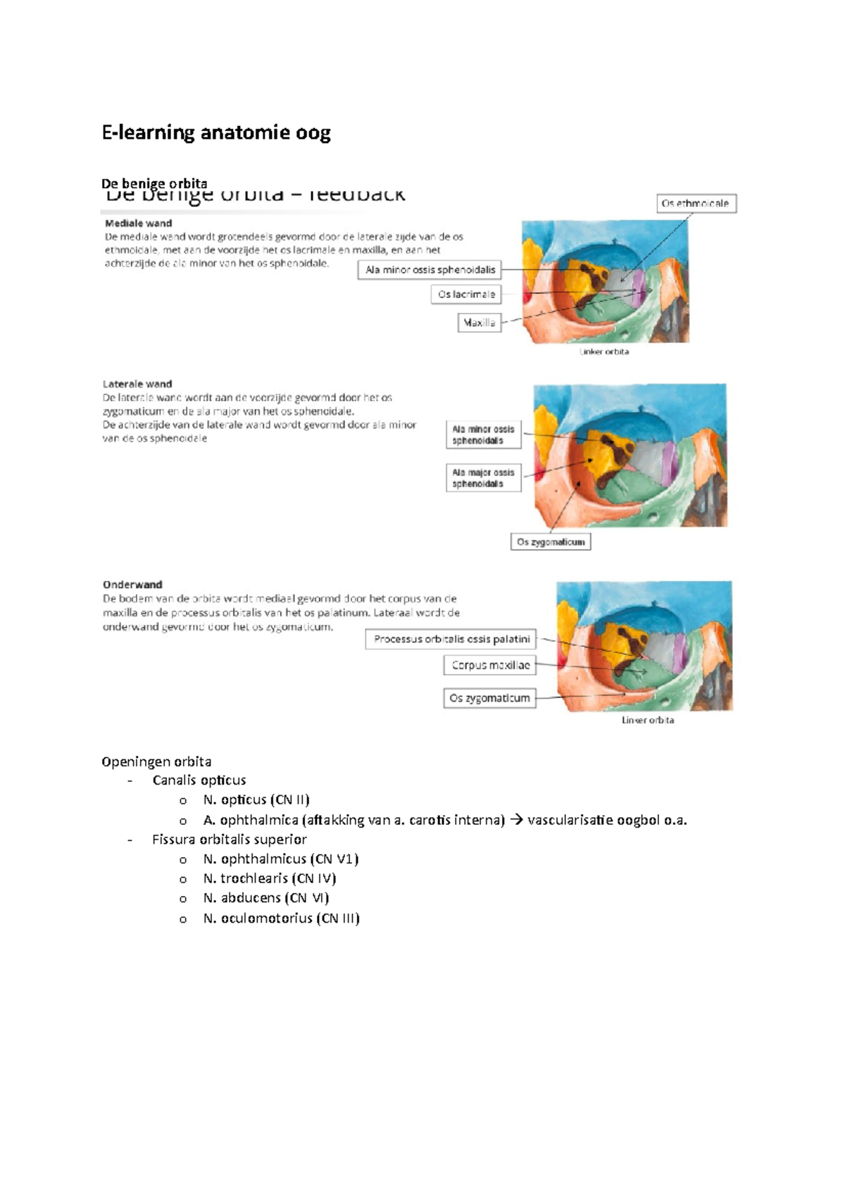 Oog anatomie E-learning - anatomie oog De benige orbita Openingen ...