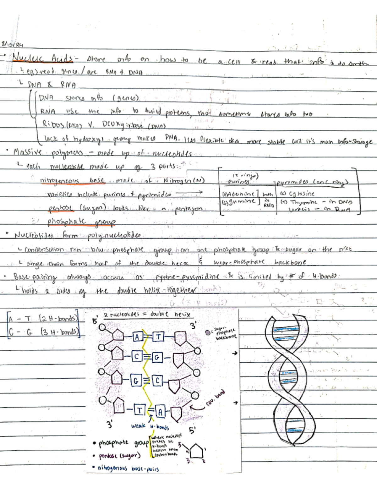 Macromolecules nucleic acids - Nucleic Acids store into on how to be a ...