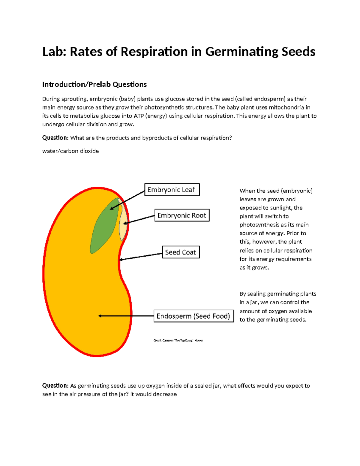 Cell Respiration Simulation - Lab: Rates of Respiration in Germinating ...