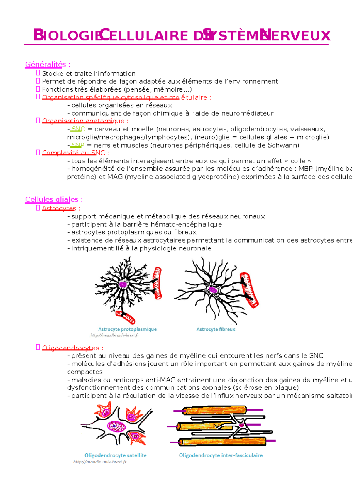 Biologie cellulaire du système nerveux central - BIOLOGIECELLULAIRE ...