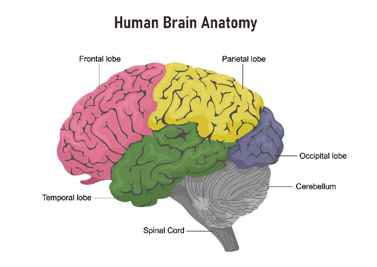 Brain lobes anatomy - Psihologia - Studocu