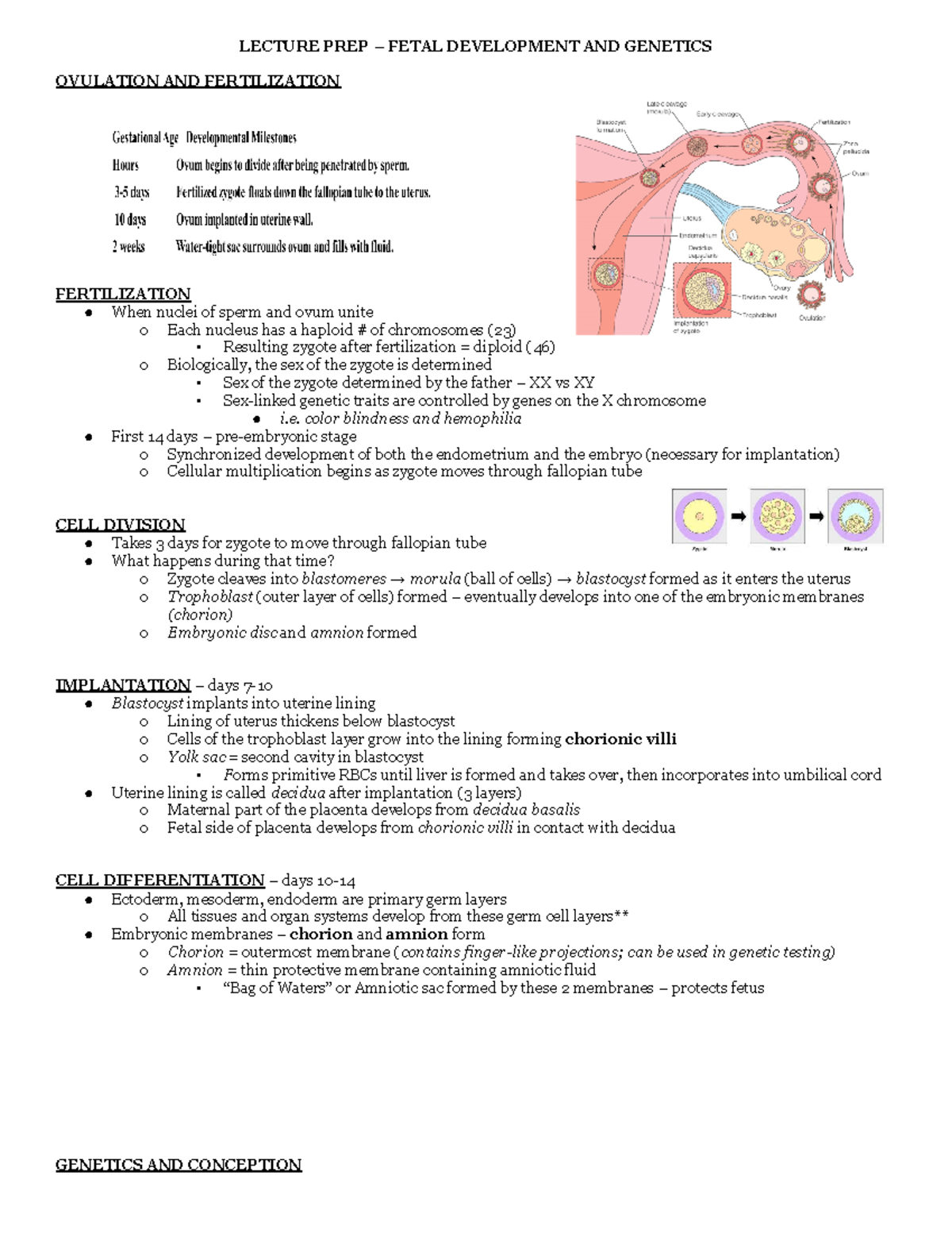 Fetal Development and Genetics - LECTURE PREP – FETAL DEVELOPMENT AND ...