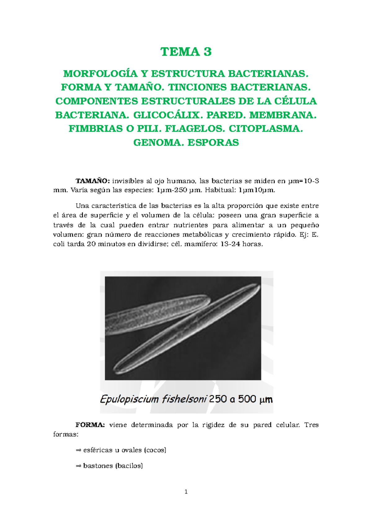 TEMA 3 Microb - RESUMEN - TEMA 3 MORFOLOGÍA Y ESTRUCTURA BACTERIANAS. FORMA Y TAMAÑO. TINCIONES ...