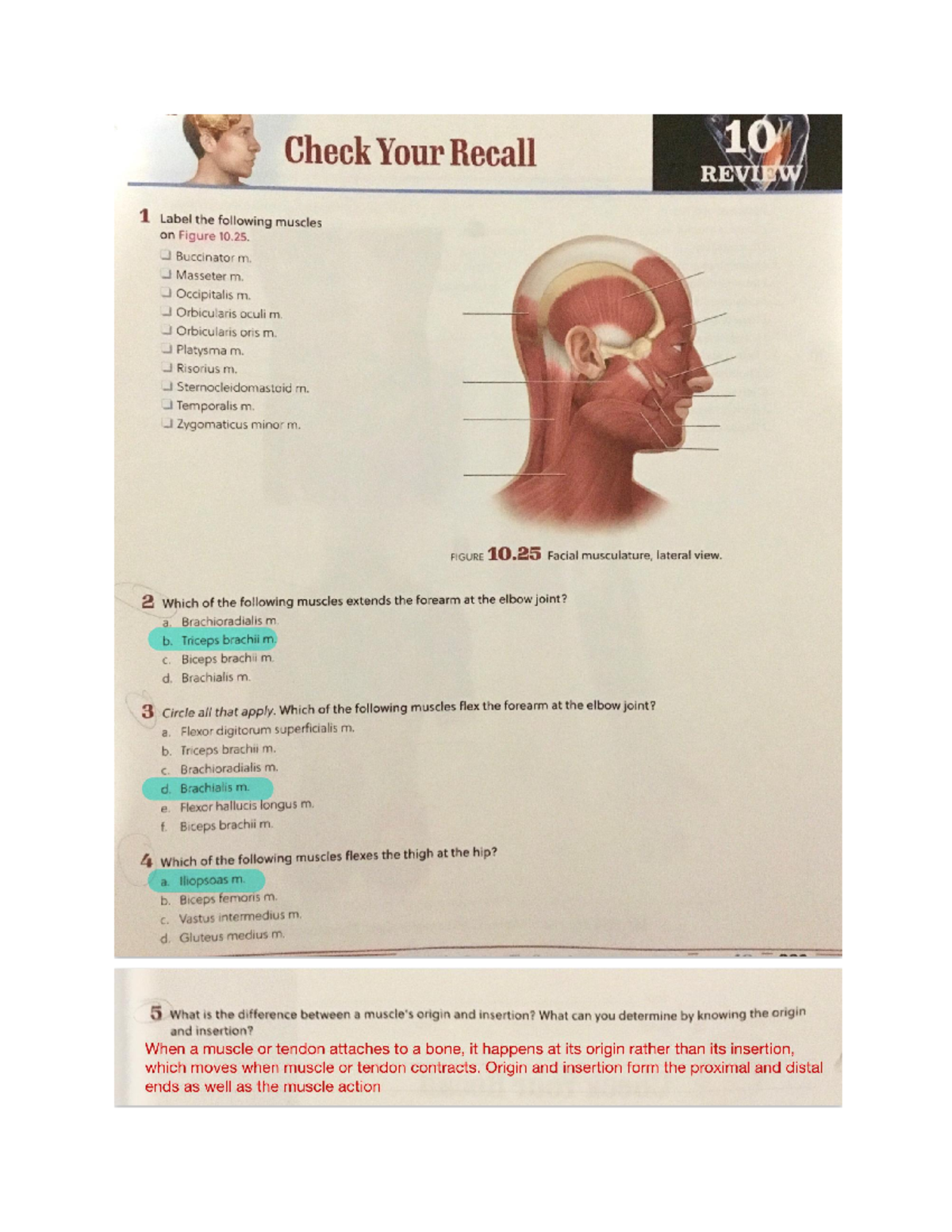 Lab 10 - Lab 10: muscles - Check Your Recall 10H REVIEW 1 Label the ...
