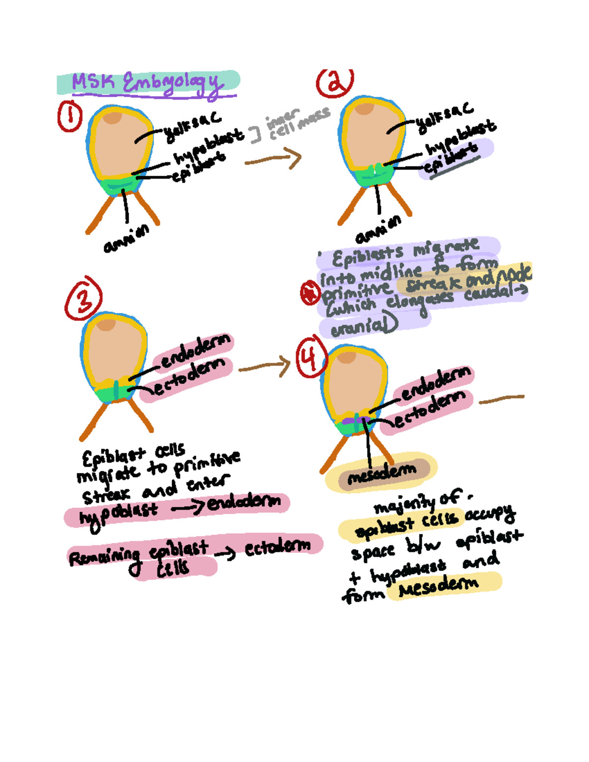 FOM 1- WEEK 3- MSK Embryology Summary - yolk sac Iight't no amnion Epi ...