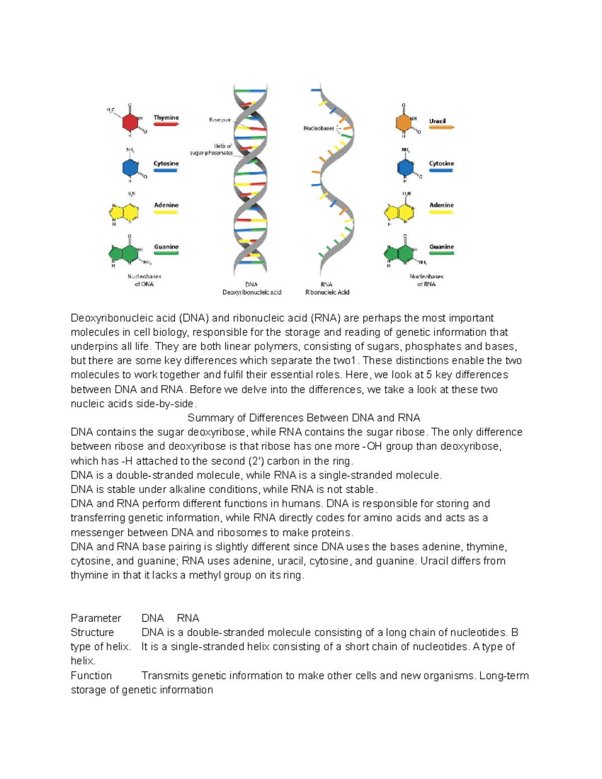 Comparison between DNA and RNA - Deoxyribonucleic acid (DNA) and ...