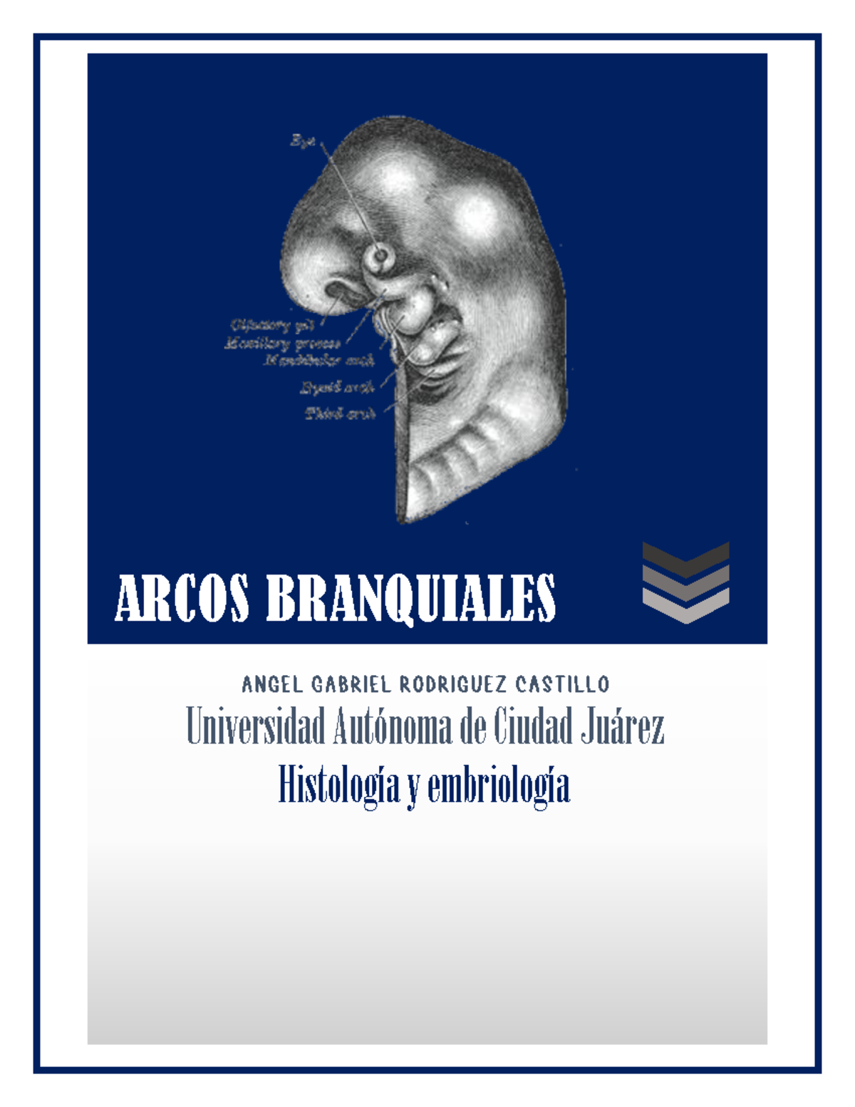 Aparato braquial desarollo de la cara y cavidad bucal - ARCOS ...