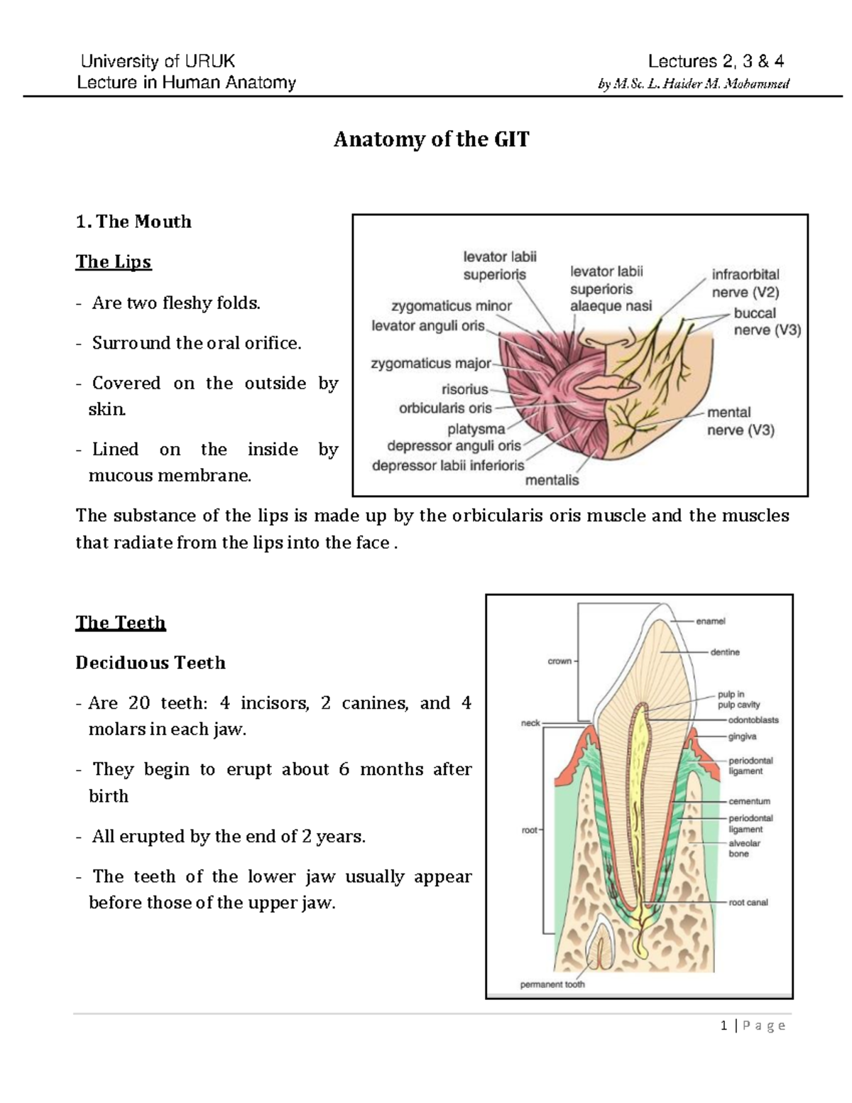 2 522206113387512019 6 - Lecture in Human Anatomy Anatomy of the GIT ...