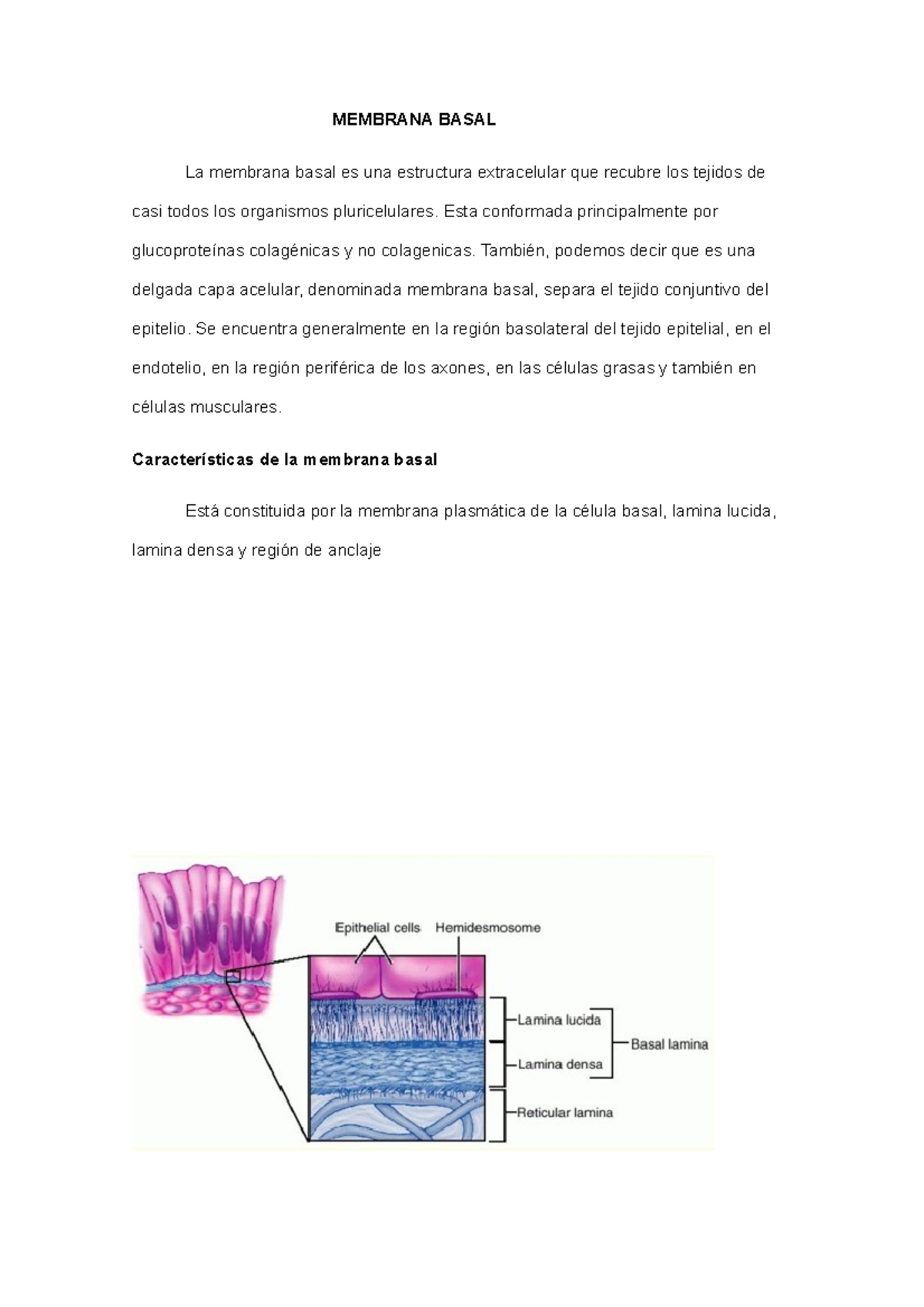Membrana basal - Esta conformada principalmente por glucoproteínas ...