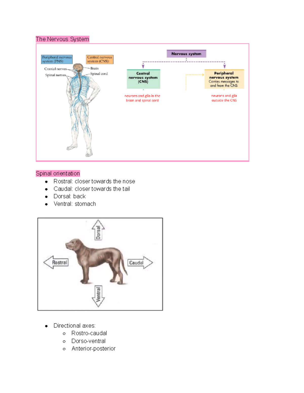 Neuroanatomy - Dr. Lisa McIlvried - The Nervous System Spinal ...