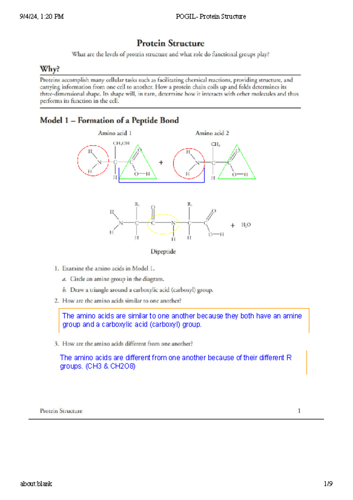 Pogil- Protein Structure - The amino acids are similar to one another ...