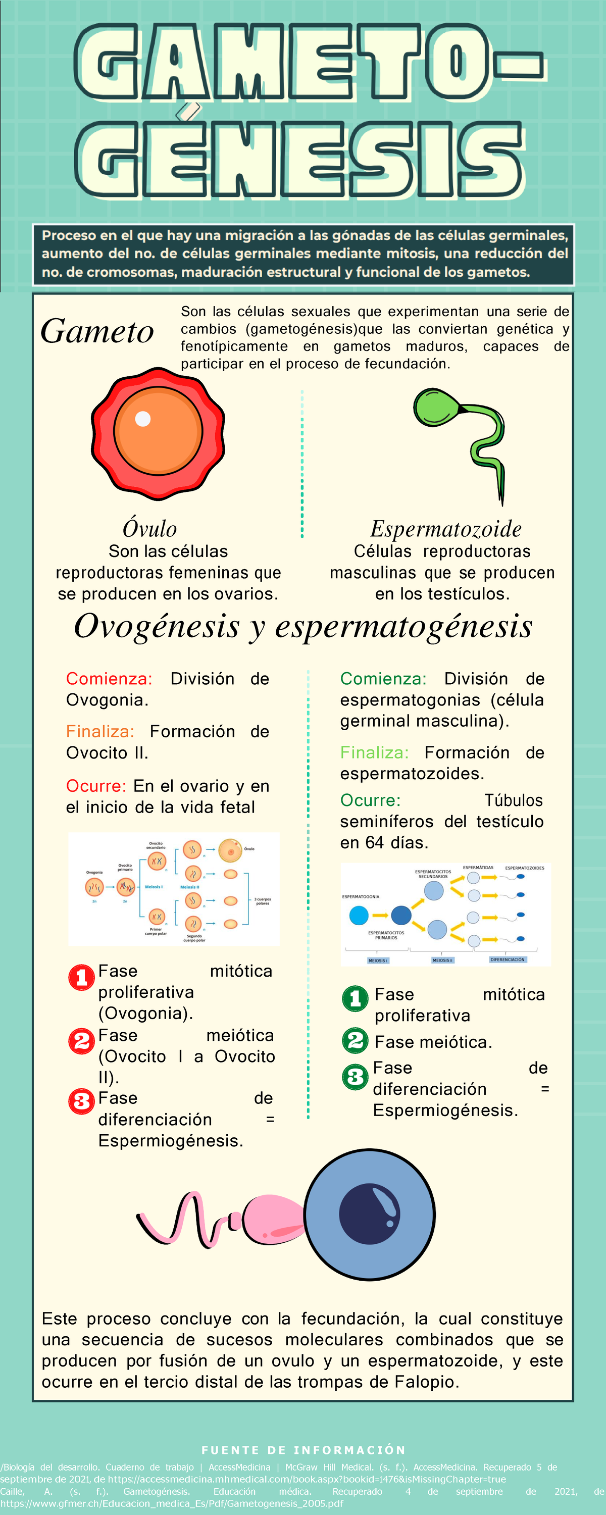 Gametogénesis - aumento del no. de células germinales mediante mitosis, una reducción del no. de ...