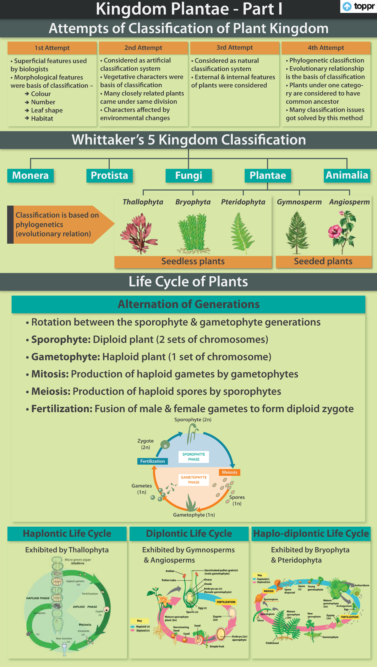 Plant Kingdom Part 1 4 - Jjjj - Kingdom Plantae - Part I Attempts of ...