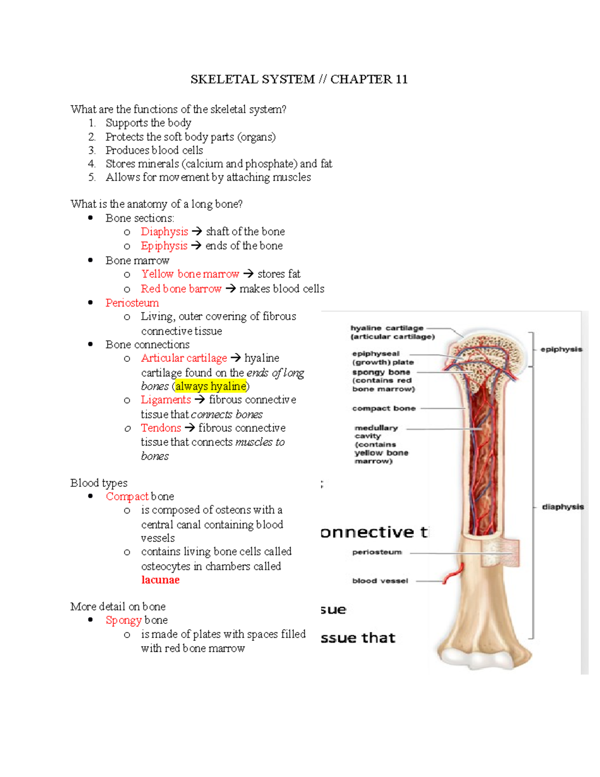 Skeletal System - Lecture notes 11 - SKELETAL SYSTEM // CHAPTER 11 What ...