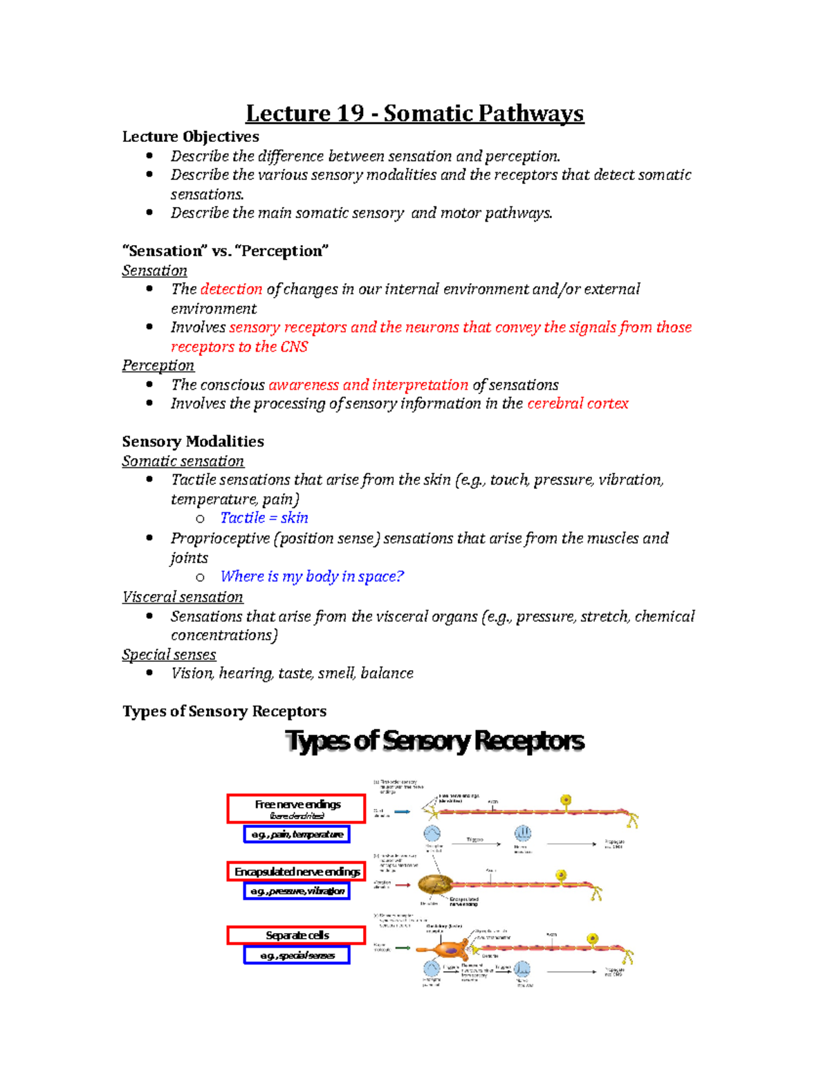 Lecture 19 - Somatic Pathways - Lecture 19 - Somatic Pathways Lecture ...