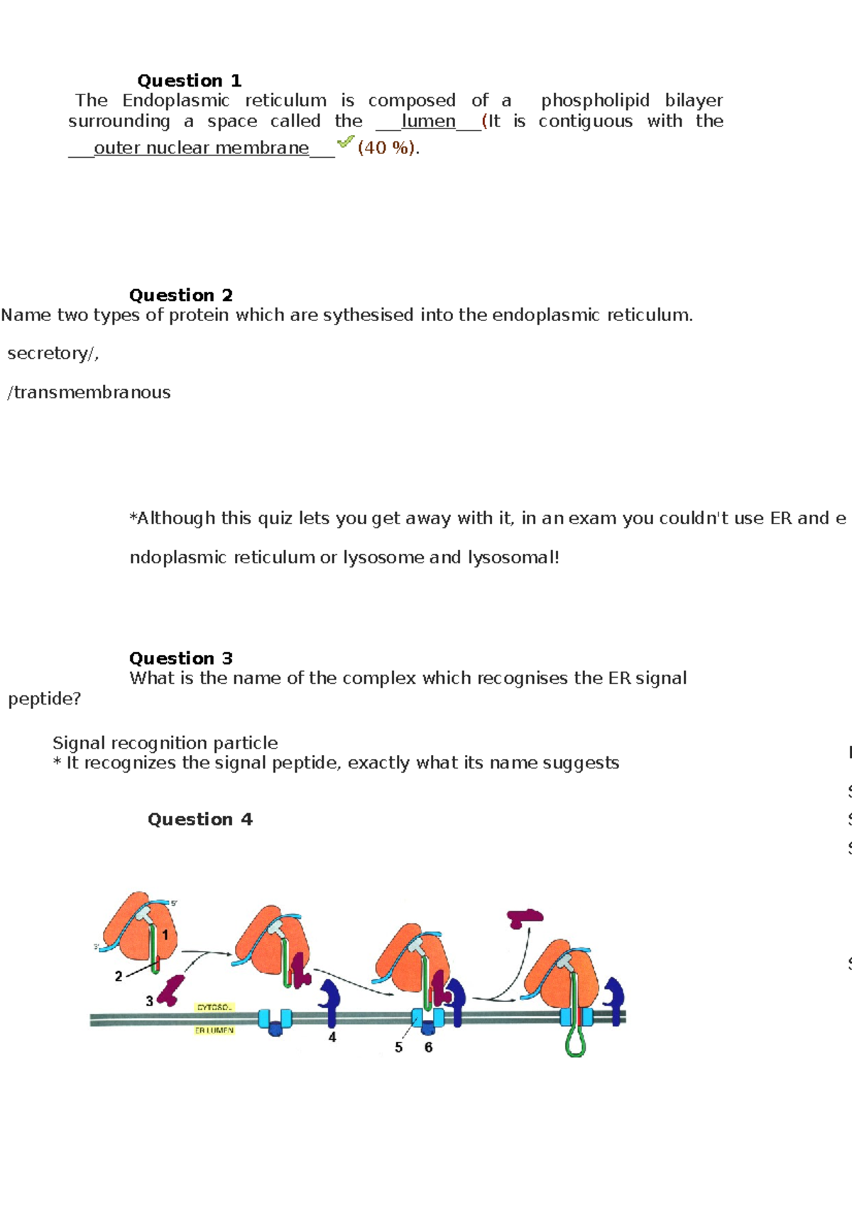Endoplasmic reticulum test - Question 2 Name two types of protein which ...