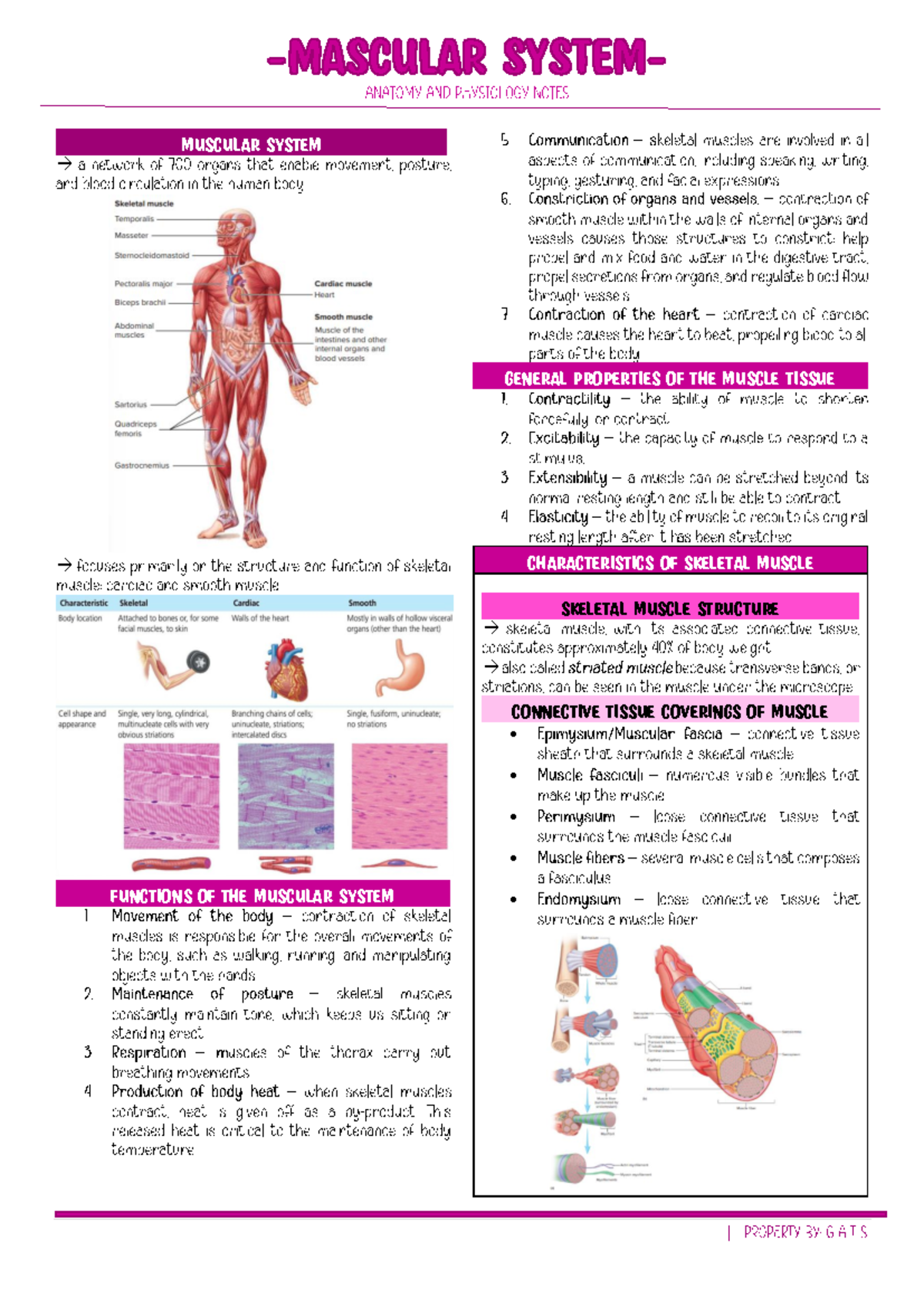 Muscular System - MUSCULAR SYSTEM → → FUNCTIONS OF THE MUSCULAR SYSTEM ...
