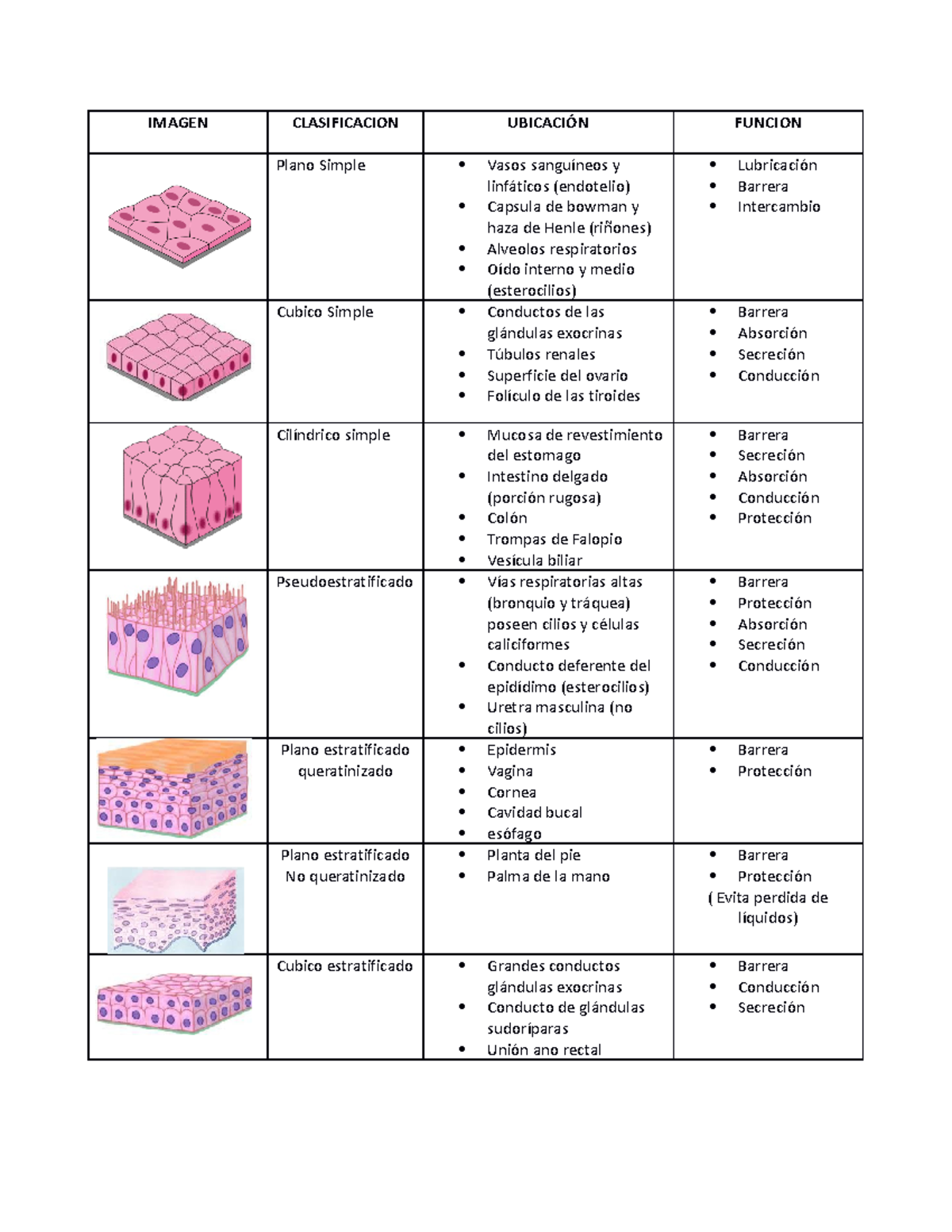 Epitelio - actvidad de repaso - IMAGEN CLASIFICACION UBICACIÓN FUNCION ...