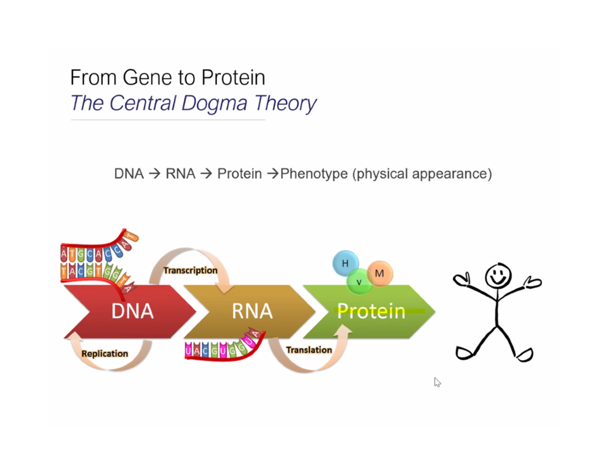 DNA Review - These notes describe the central dogma theory. This theory ...