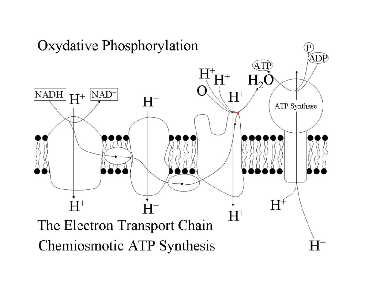 04-05 oxidative phosphorylation - BIOL 201 - Oxydative Phosphorylation ...