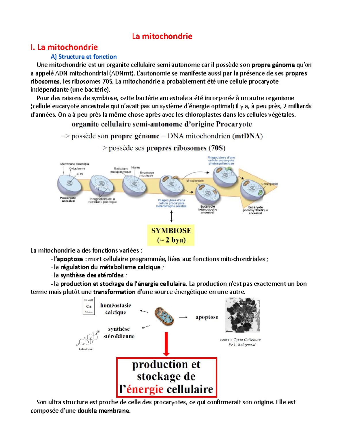UE2 - Cours 11 - Mitochondrie . PDF - La mitochondrie I. La mitochondrie A) Structure et ...