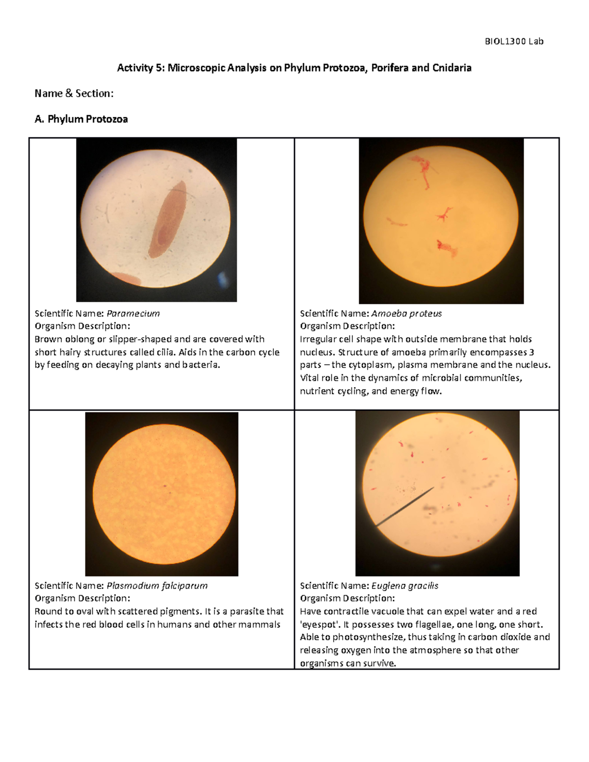 Activity 5 - SYSTEMATICS - Activity 5: Microscopic Analysis on Phylum ...