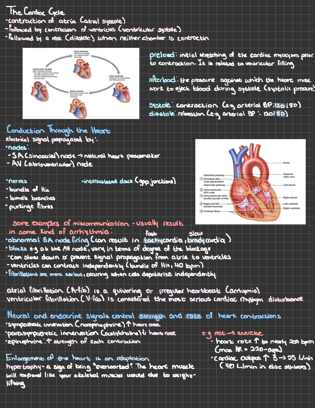 Lecture 20 - The Cardiac Cycle contraction of atria Catrial systole ...