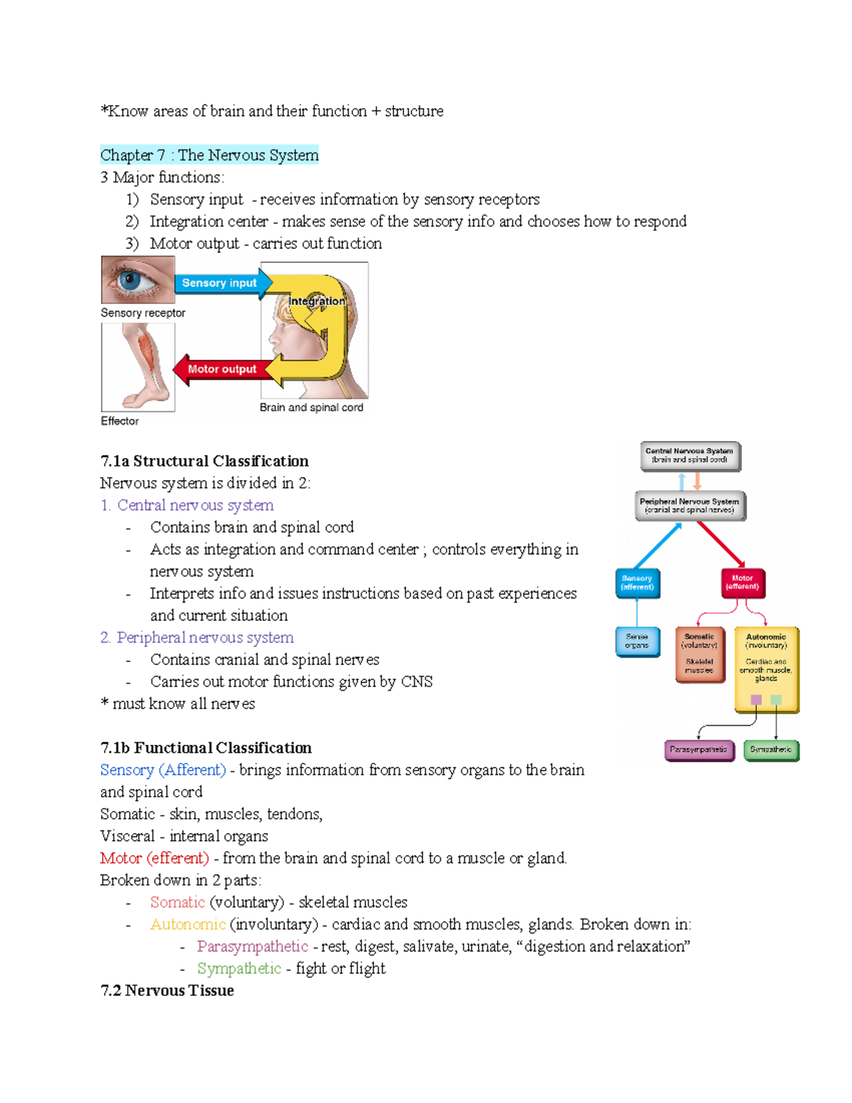 Chapter 7 - The Nervous System - *Know areas of brain and their ...