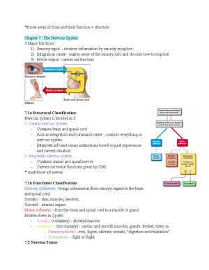 Aging Handout - ANAT 113 - Studocu