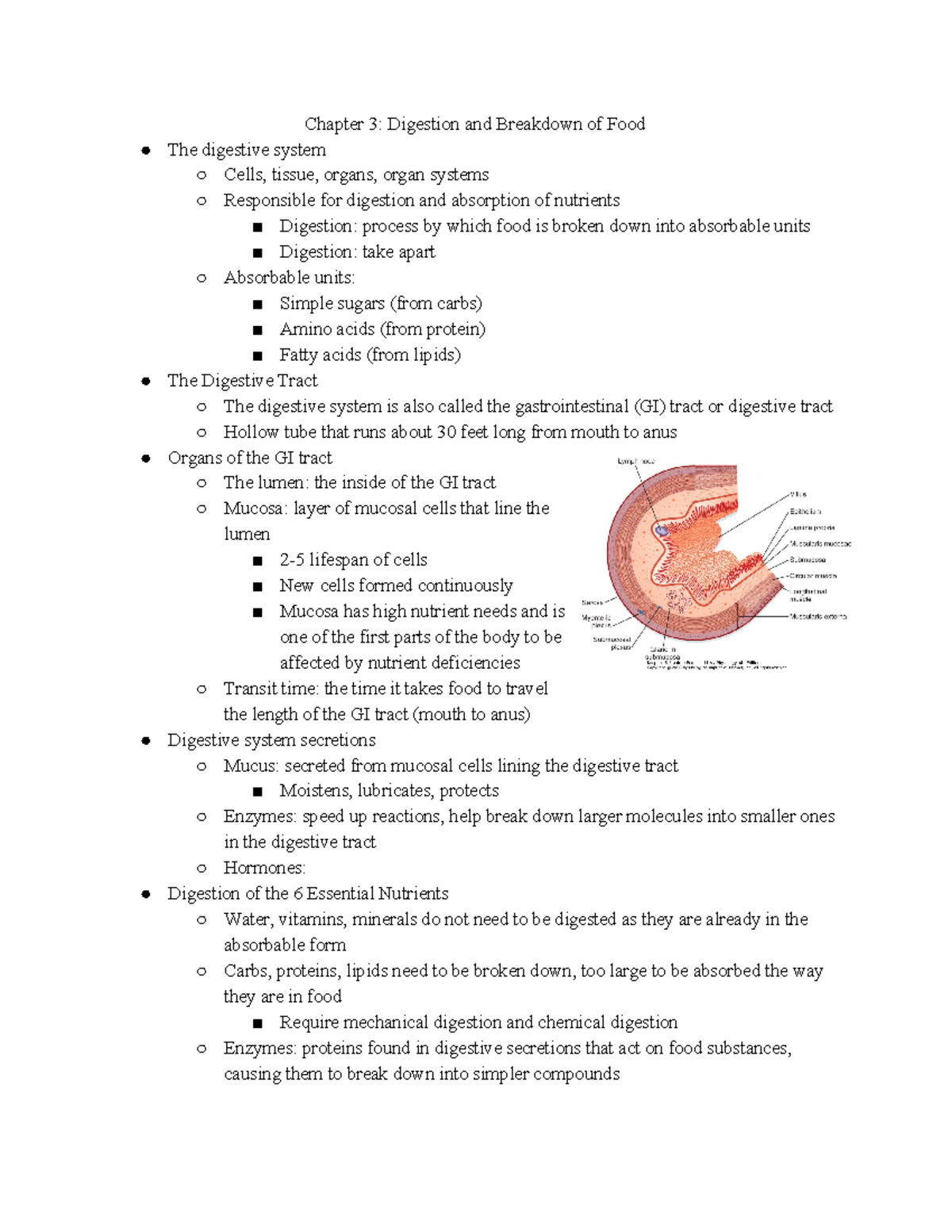 Chapter 3 notes - Chapter 3: Digestion and Breakdown of Food The ...