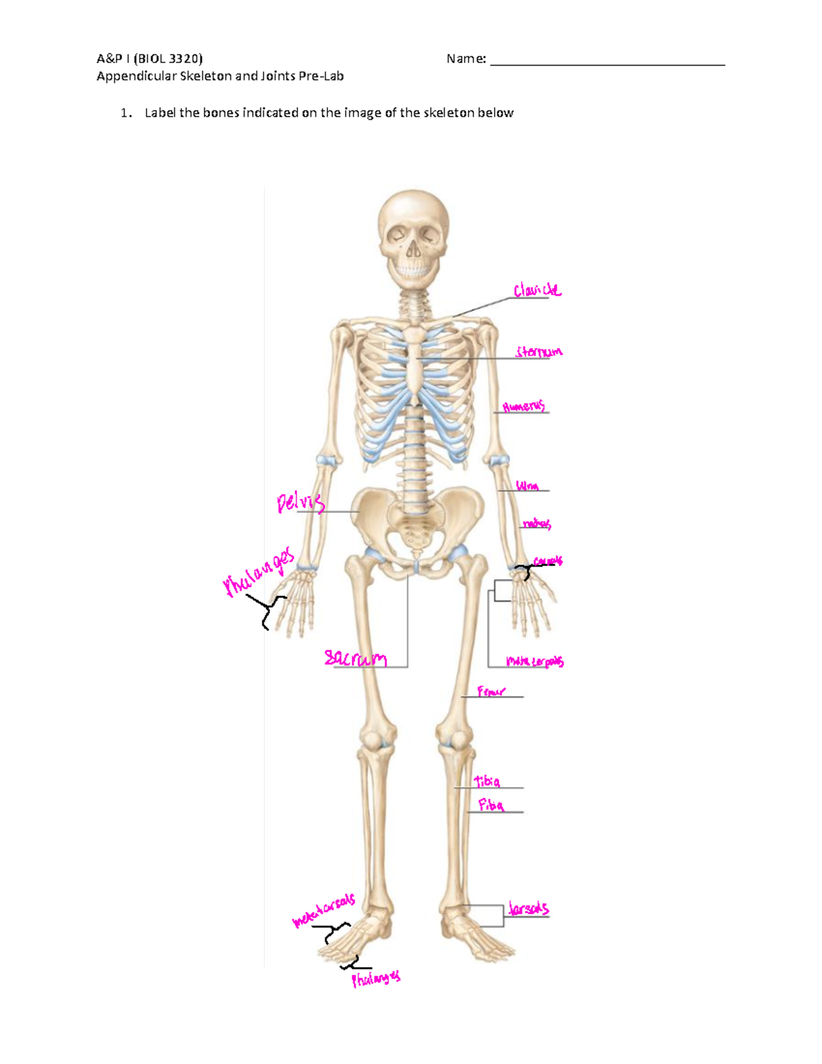 Prelab+4+Appendicular+Skeleton+and+Joints - Appendicular Skeleton and Joints Pre-Lab 1. Label ...