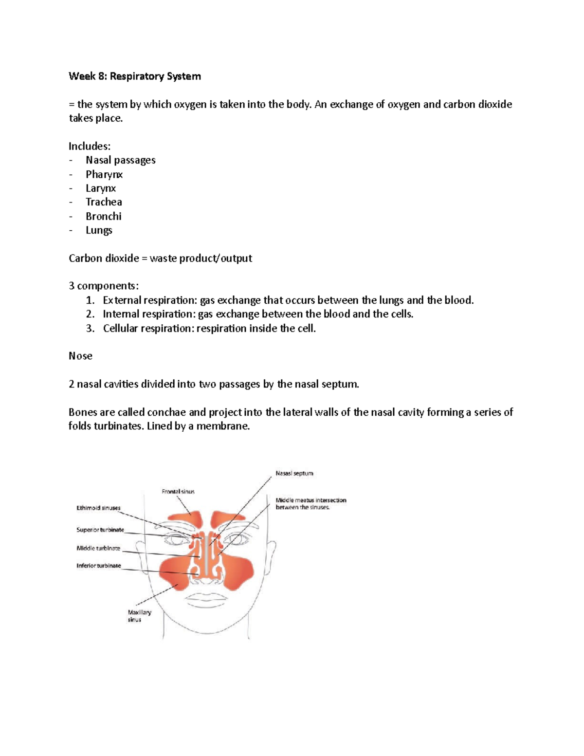 Anatomy 5 - Lecture notes 5 - Week 8: Respiratory System = the system ...