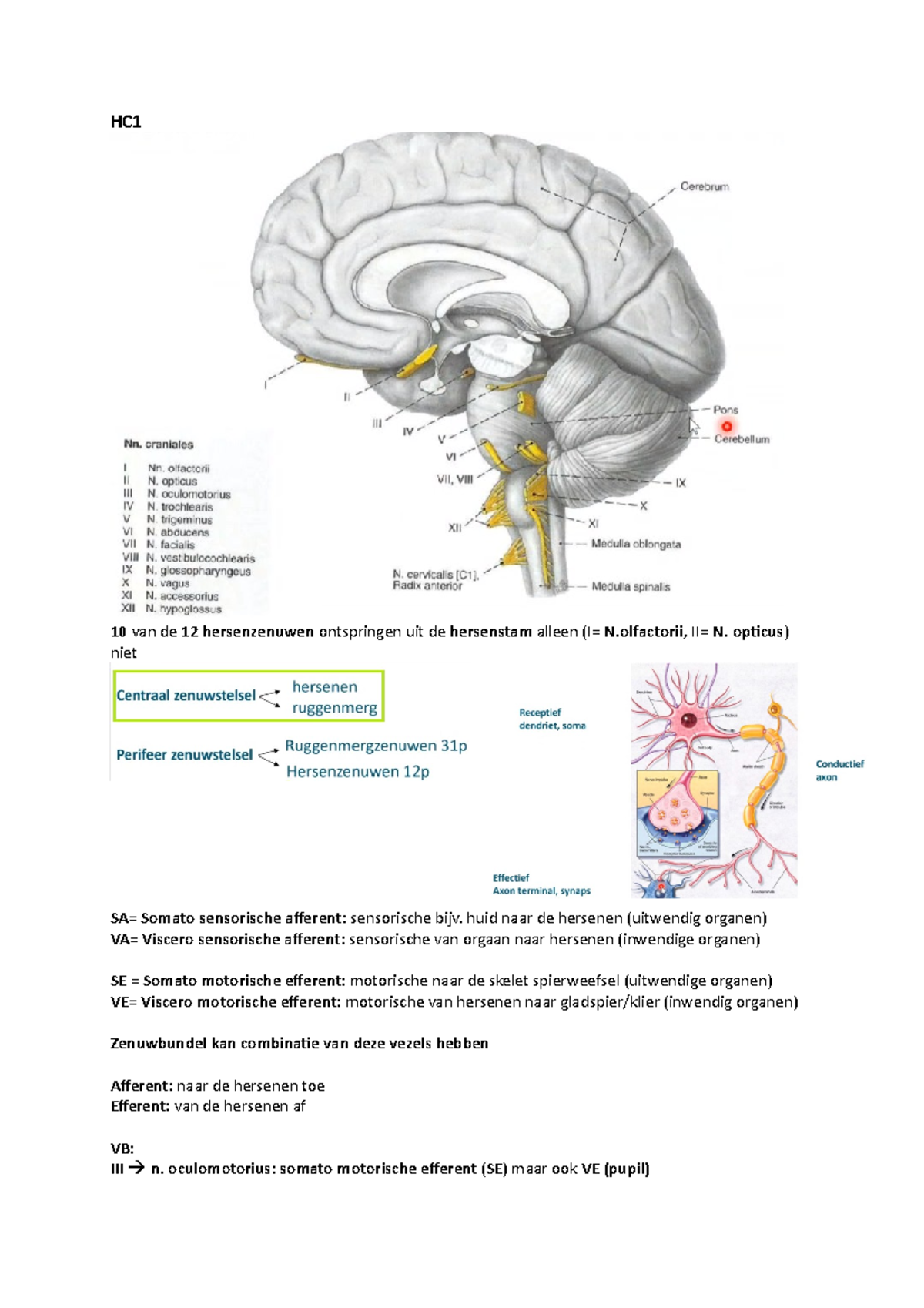 De drie hersenvliezen - HC 10 van de 12 hersenzenuwen ontspringen uit ...