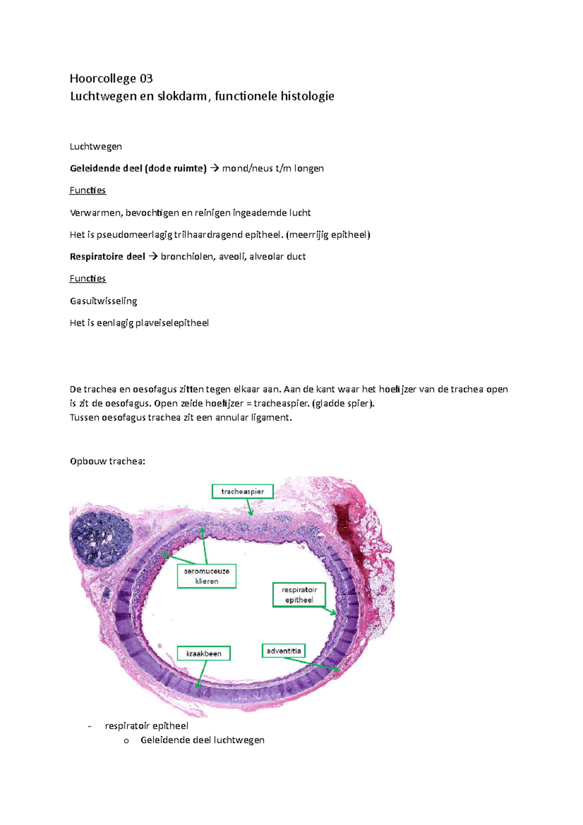 Samenvatting HC 03 - Hoorcollege 03 Luchtwegen en slokdarm, functionele ...