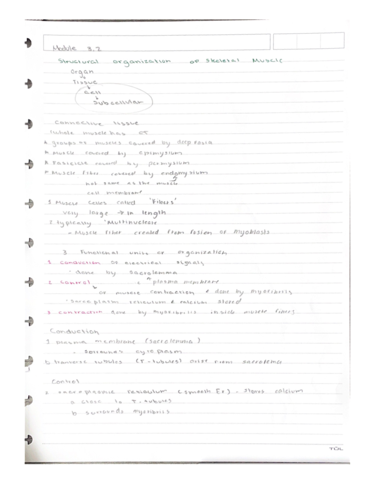 Module 3.2 lecture notes - Module 3 Structural organization of Muscle ...