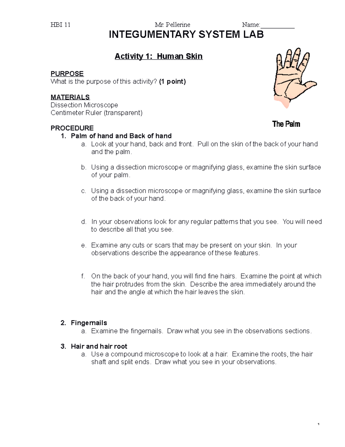 Integumentary System Lab - INTEGUMENTARY SYSTEM LAB Activity 1: Human ...
